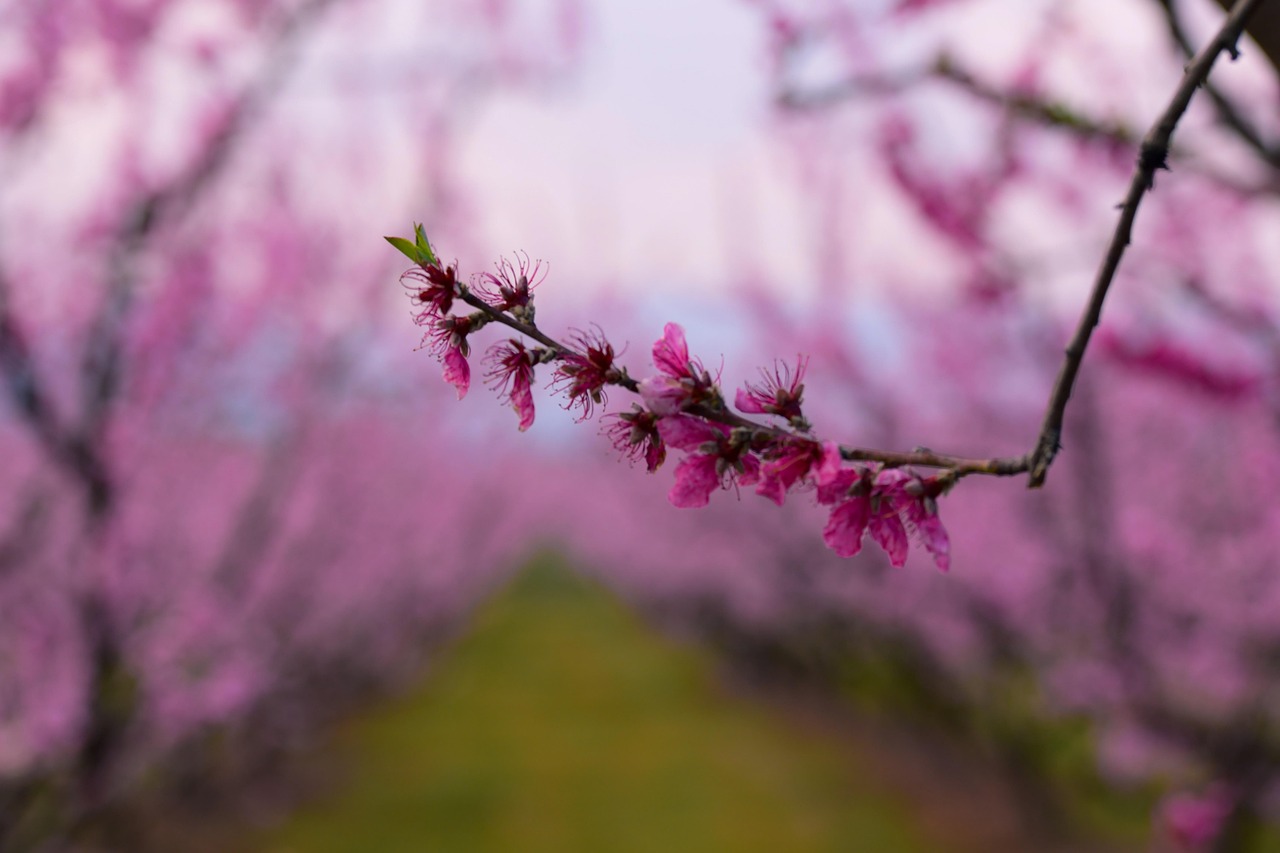 Blossom Tree Spring - Free photo on Pixabay - Pixabay