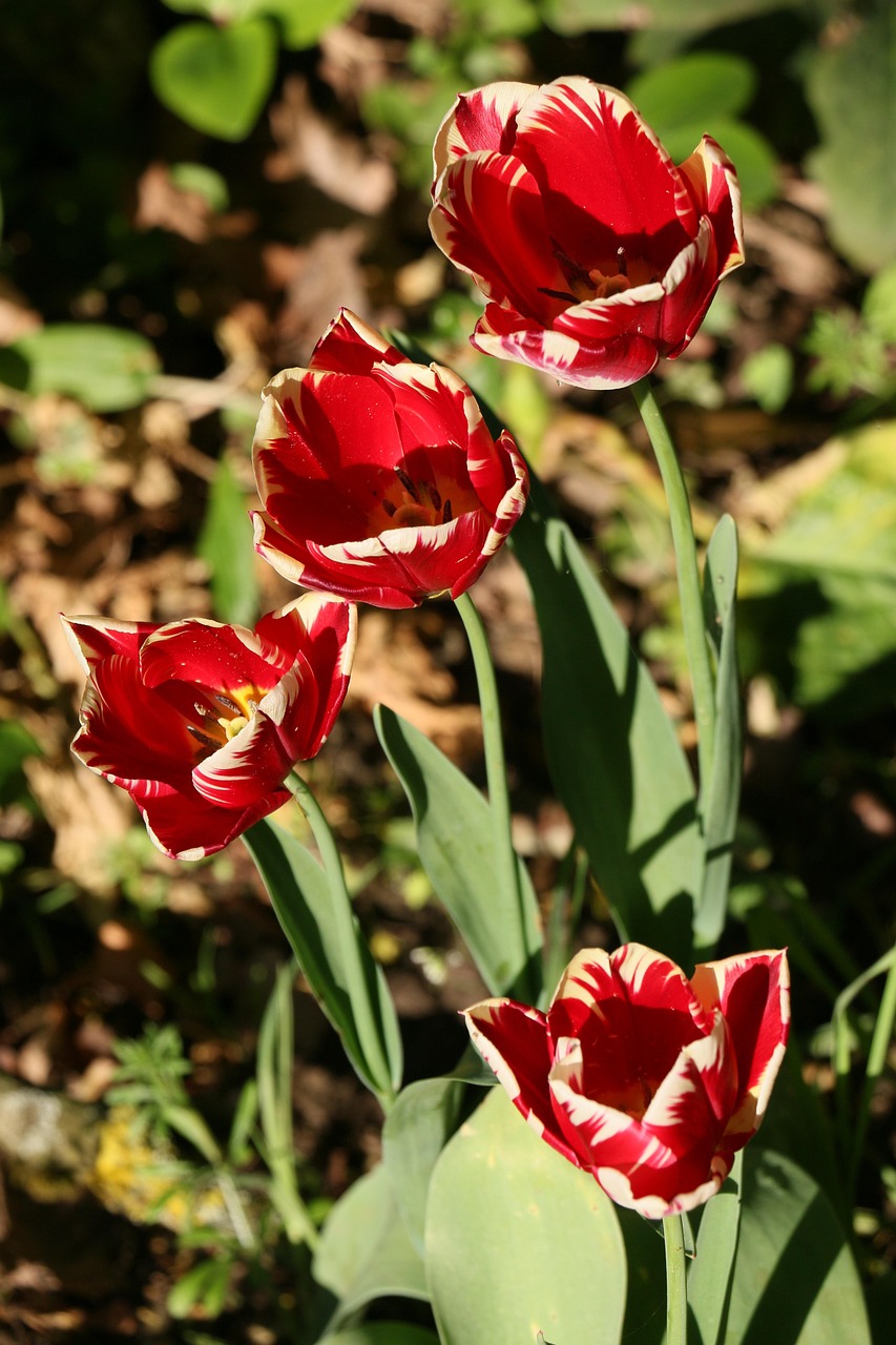 Rayas Tulip Rojo Flor - Foto gratis en Pixabay - Pixabay