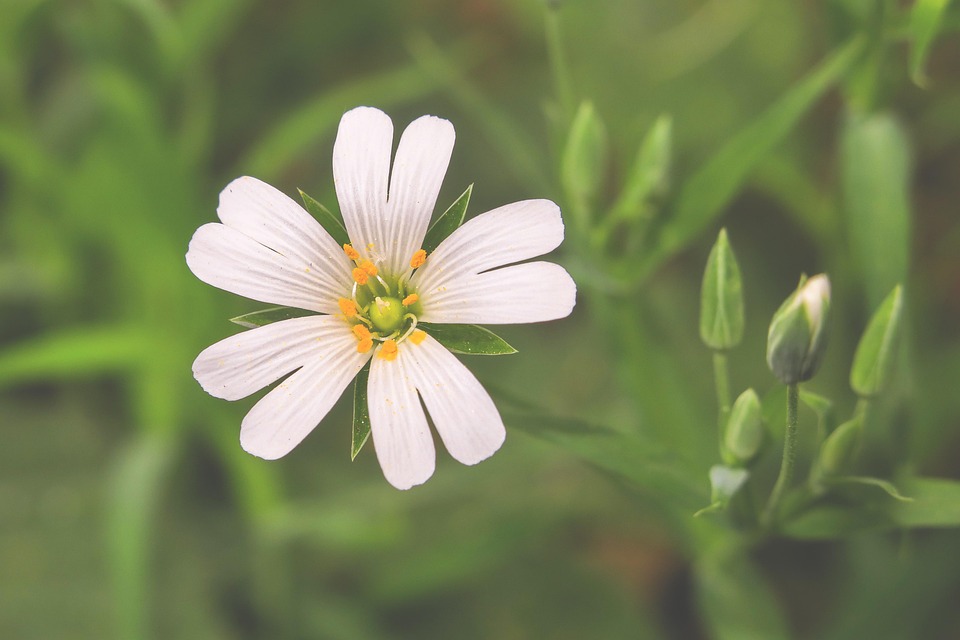 Starlight Blossom Bloom - Free photo on Pixabay