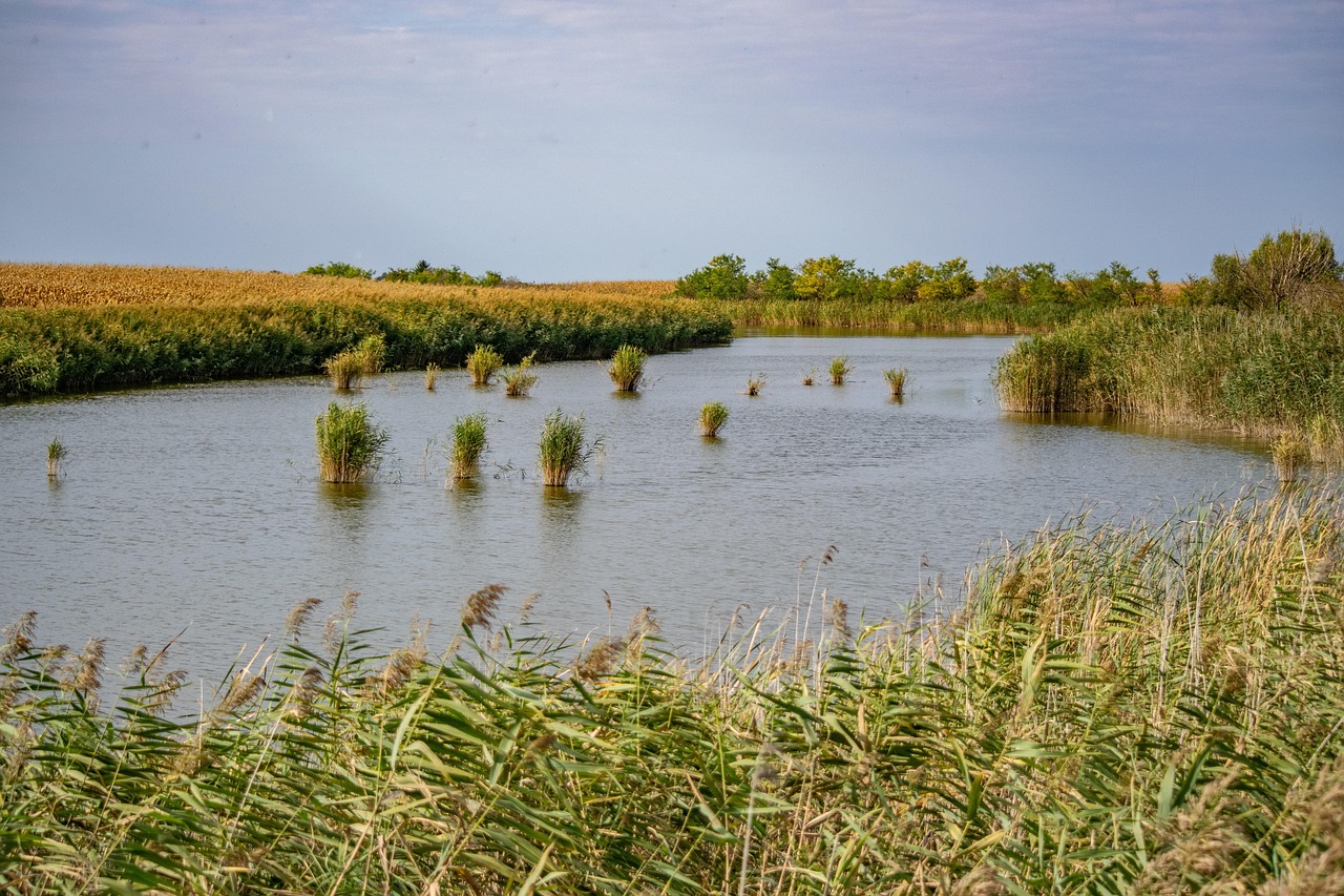 Water Reed River - Free photo on Pixabay