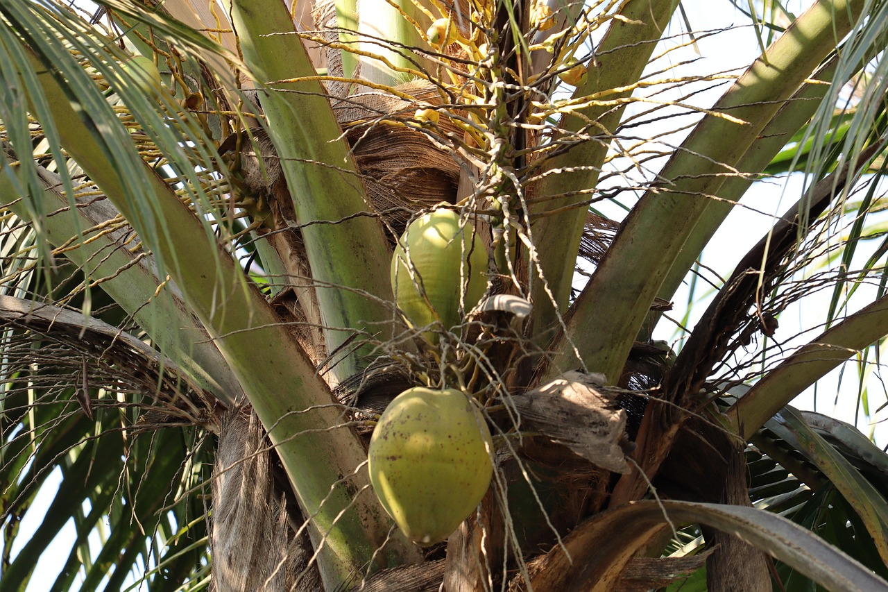 Kerala Coco Índia - Foto gratuita no Pixabay - Pixabay