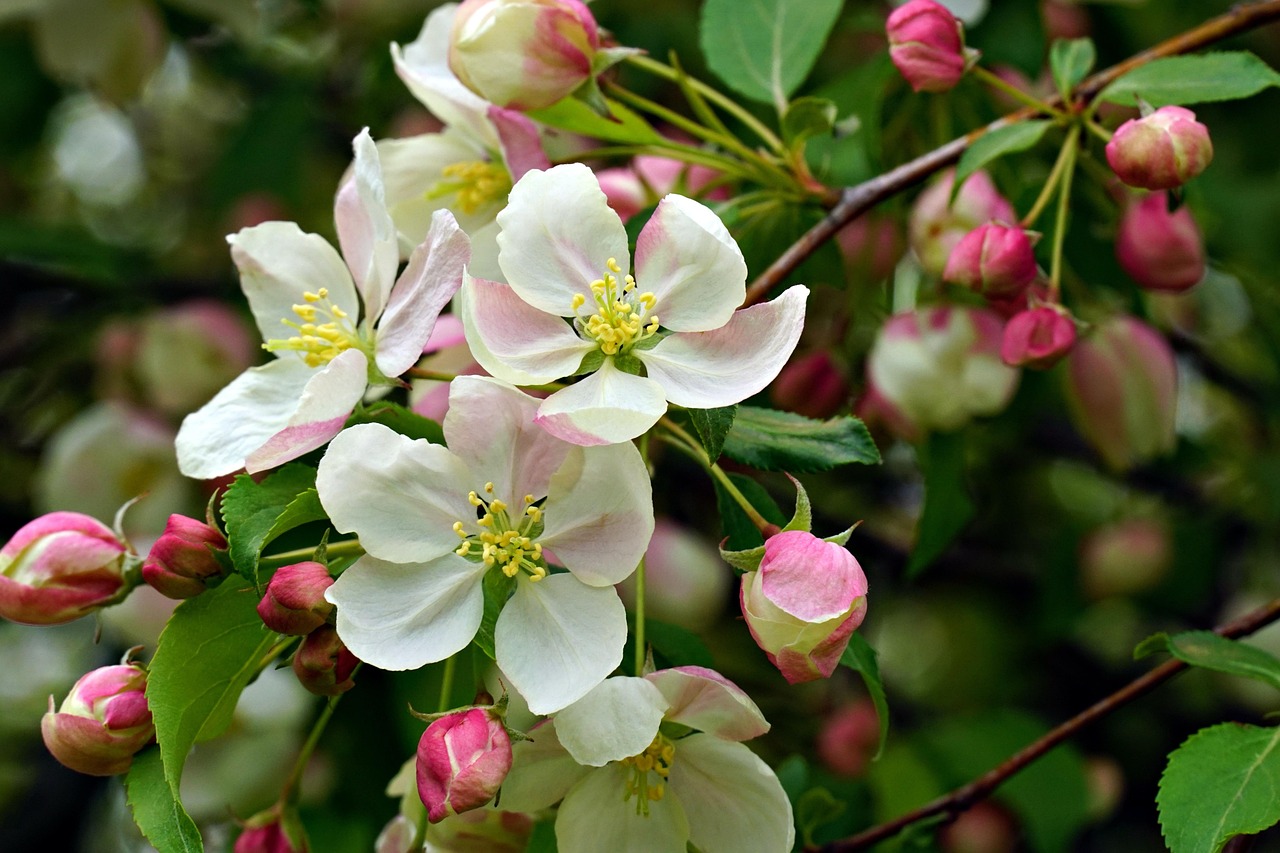 Apple Blossoms Tree Spring - Free photo on Pixabay - Pixabay