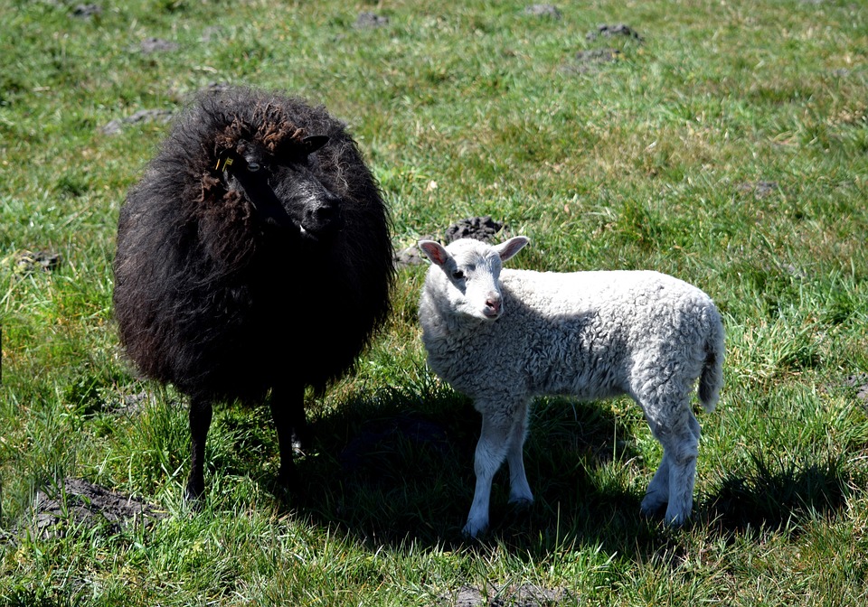 Schwarzes Schaf Weißes Lamm Tier - Kostenloses Foto auf Pixabay