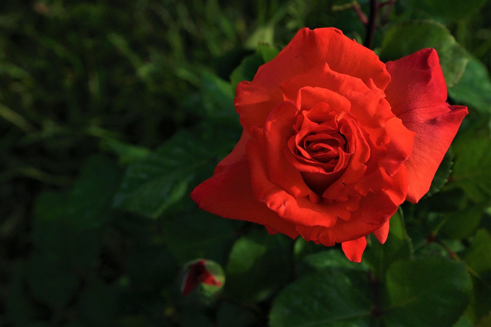 Rosa Rose Amor - Foto gratis en Pixabay - Pixabay