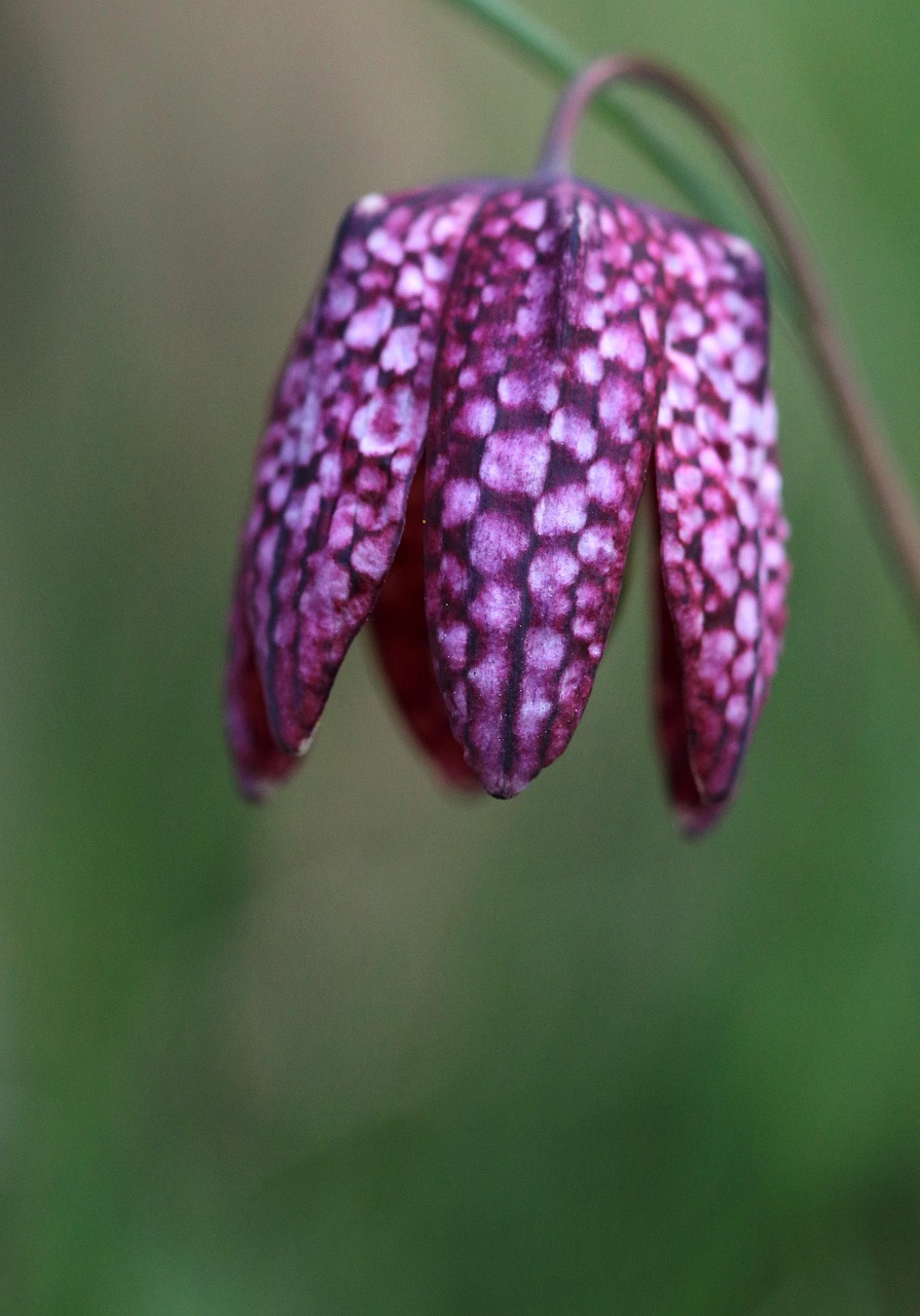 Snake'S Head Fritillary Flower - Free photo on Pixabay