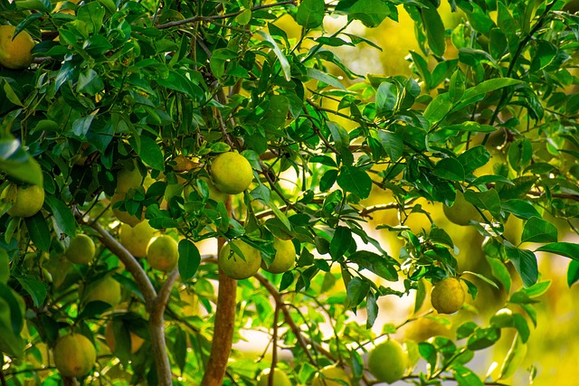 Pohon Lemon Halaman Belakang - Foto gratis di Pixabay - Pixabay