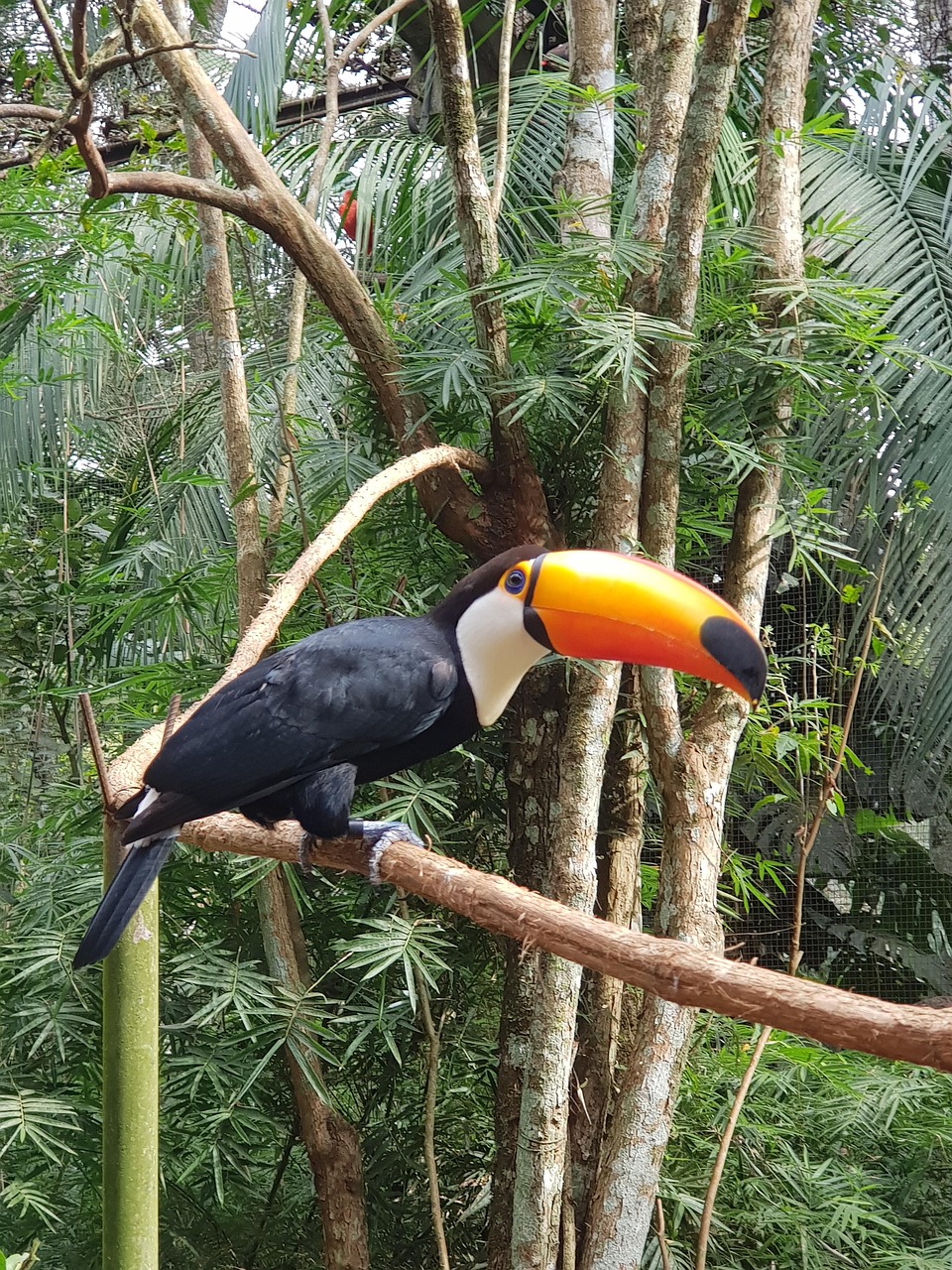 Toucan Oiseau Nature - Photo gratuite sur Pixabay - Pixabay