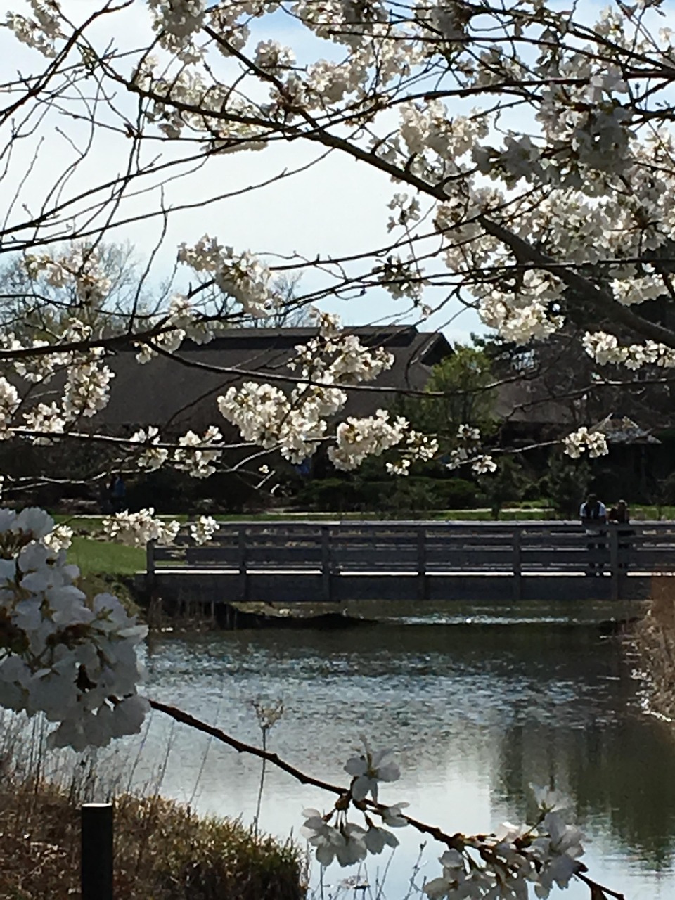 Cherry Blossom Kebun Kolam - Foto gratis di Pixabay - Pixabay