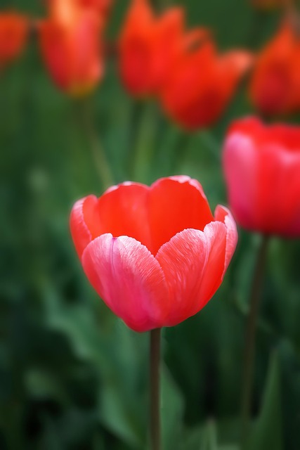 Tulpaner Blommor Orange - Gratis foto på Pixabay - Pixabay