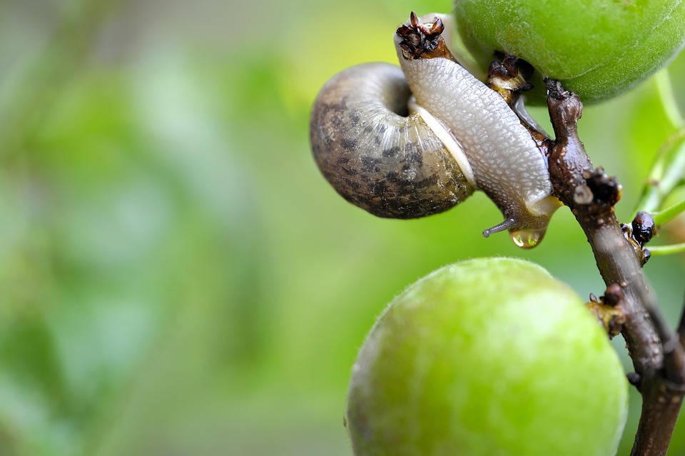 Snail Fruit Spring Water - Pixabay上的免费照片