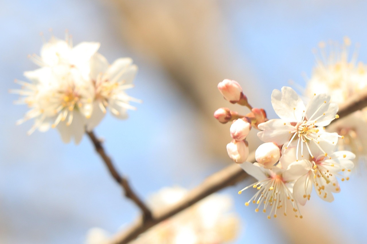 Flor Primavera - Foto gratuita no Pixabay - Pixabay