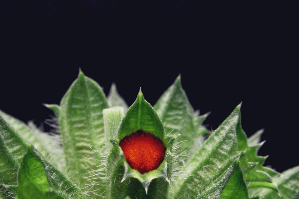 Flower Petal Stem - Free photo on Pixabay - Pixabay
