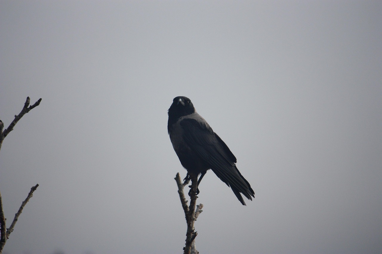 Corvidé Hooded Crow Bird - Free photo on Pixabay - Pixabay