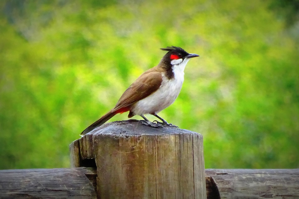 Wildlife Bird Mauritius - Free photo on Pixabay