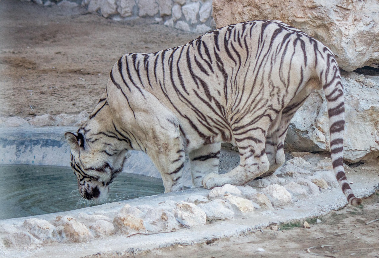 60+ Free Bahrain & Manama Images - Pixabay