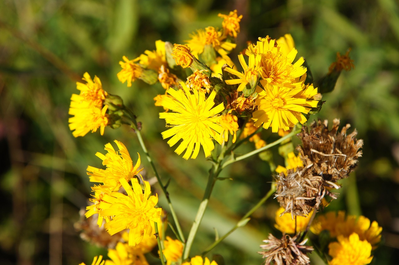 Fleurs Jaune Couleur La - Photo gratuite sur Pixabay - Pixabay