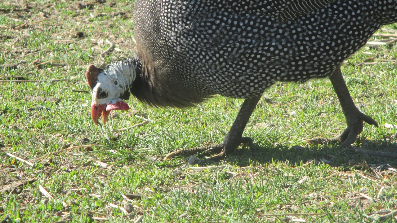 Guinea Fowl Walking Pasture Farm - Free photo on Pixabay