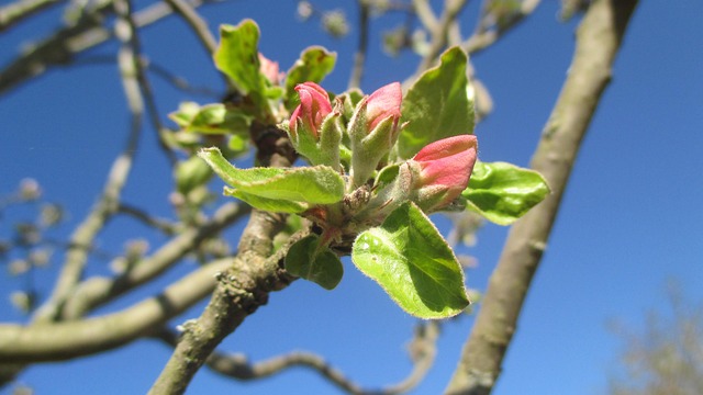 Pear Blossom Pink - Free photo on Pixabay