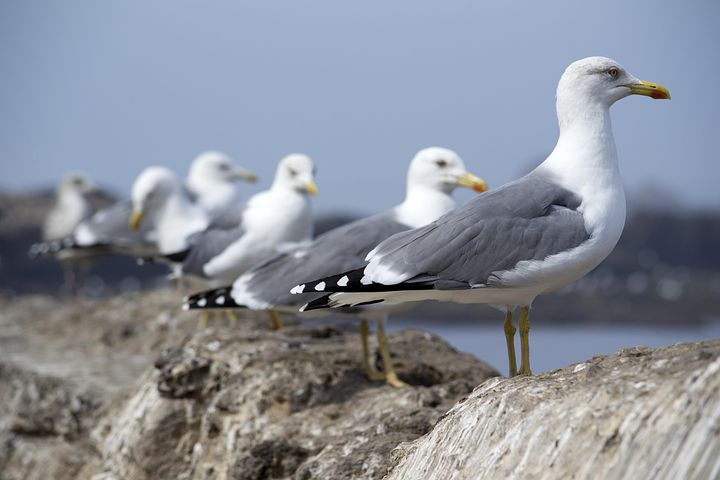 7,000+ Seagull Pictures and Images in HD