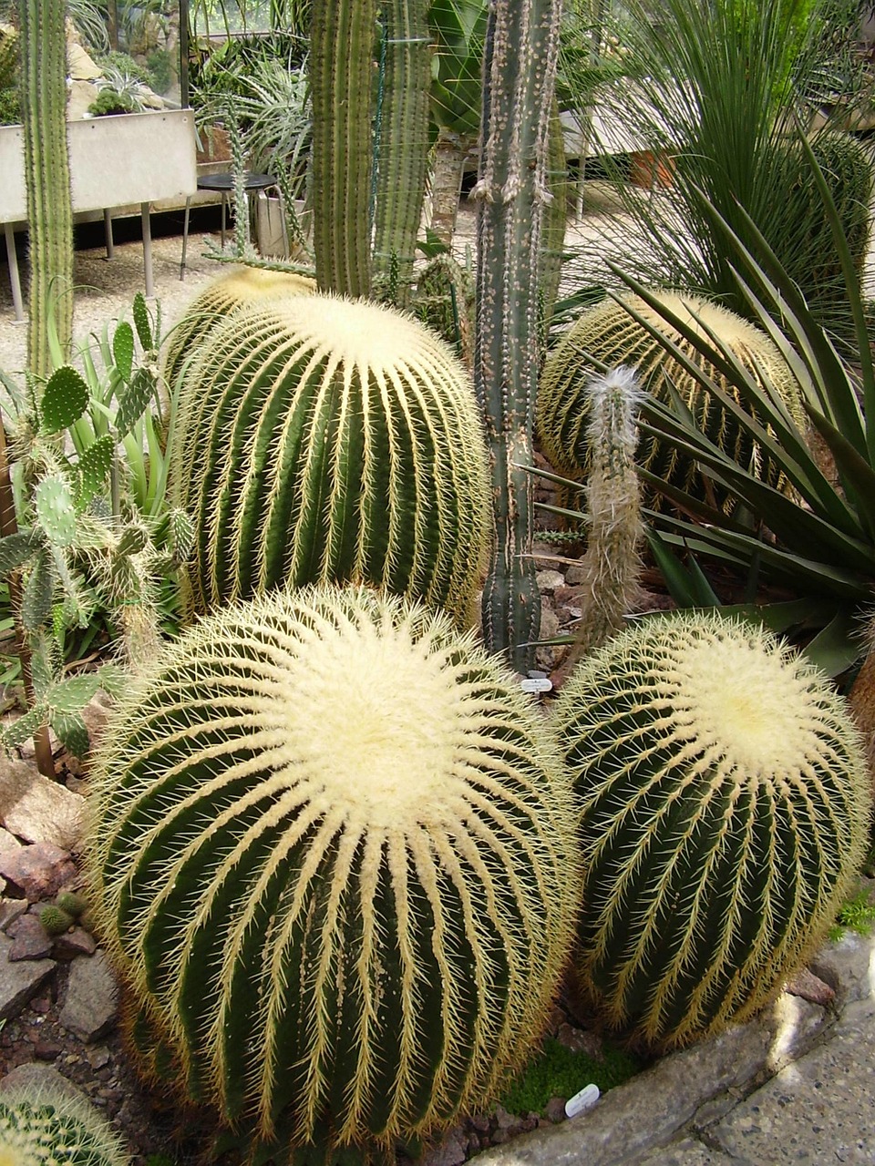 Cacto Cactos Deserto - Foto gratuita no Pixabay - Pixabay
