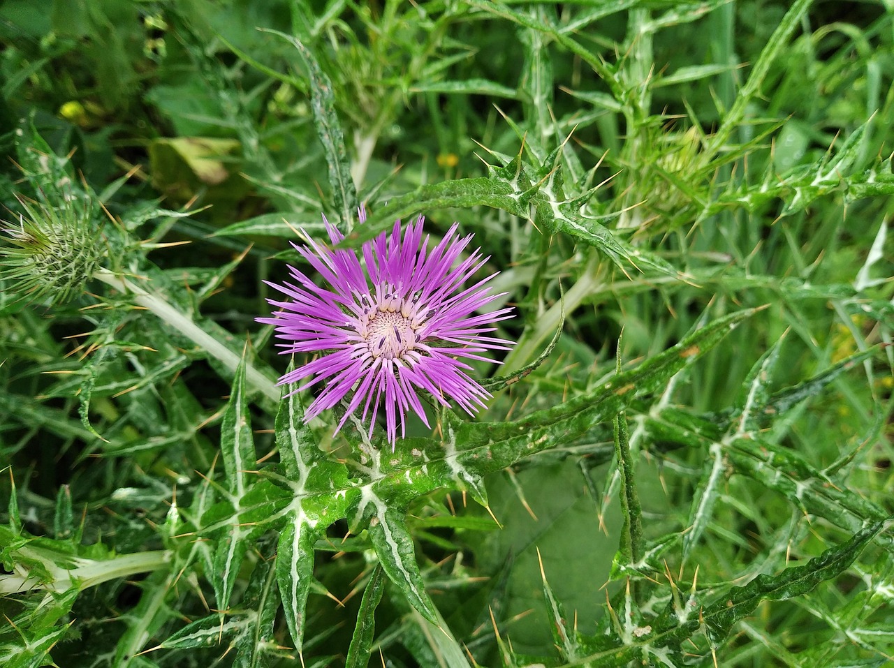 Flower Thistle Yard - Free photo on Pixabay - Pixabay