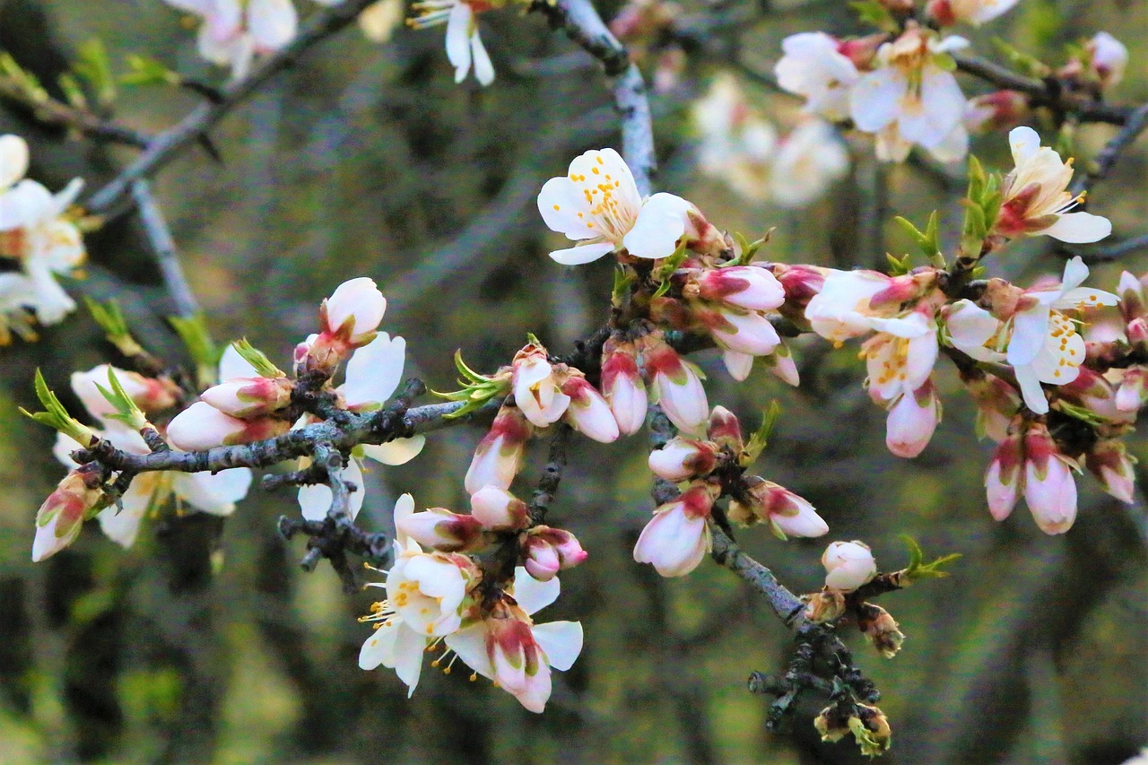 Flower Bud Spring - Free photo on Pixabay - Pixabay