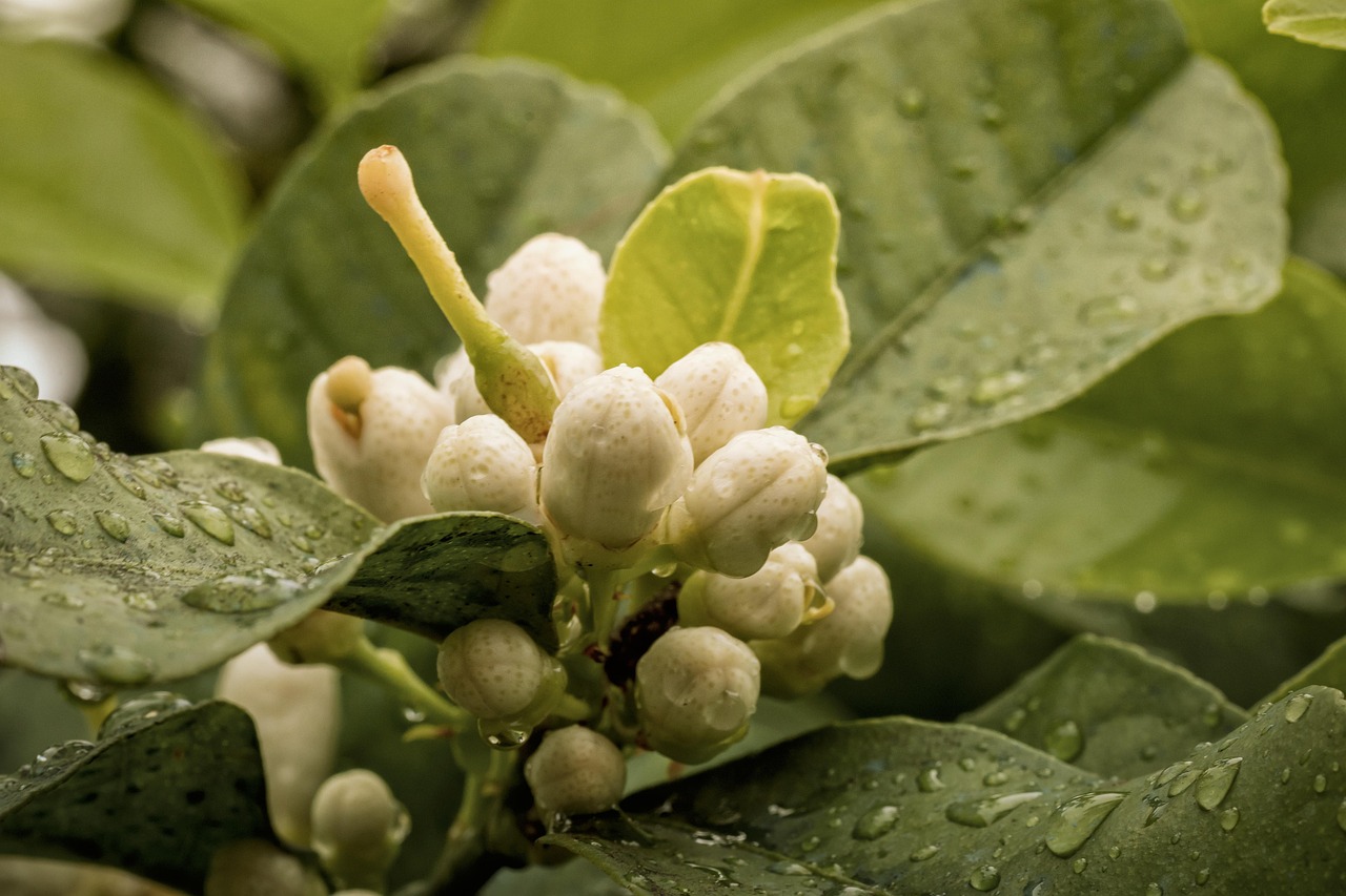 Plants Lemon Green - Free photo on Pixabay