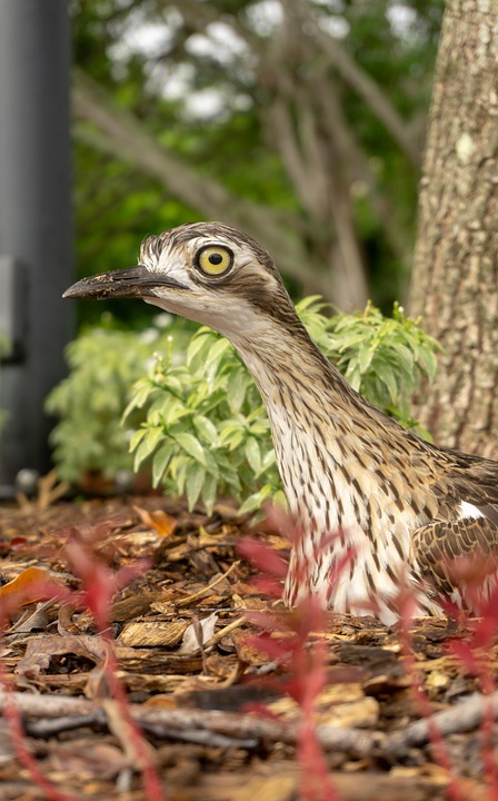 Bird Bush Stone-Curlew Nest - Free photo on Pixabay