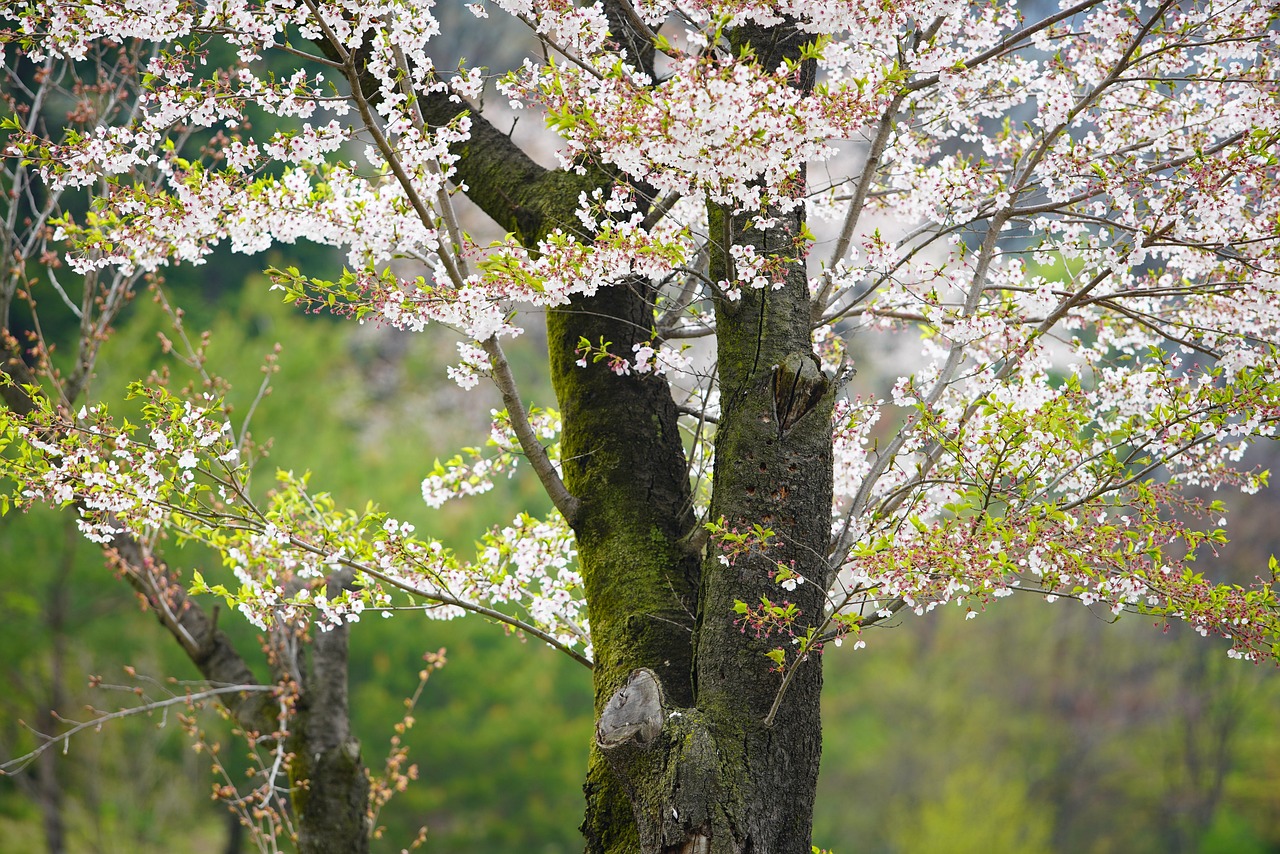 Cherry Flor De Cerezo - Foto gratis en Pixabay - Pixabay
