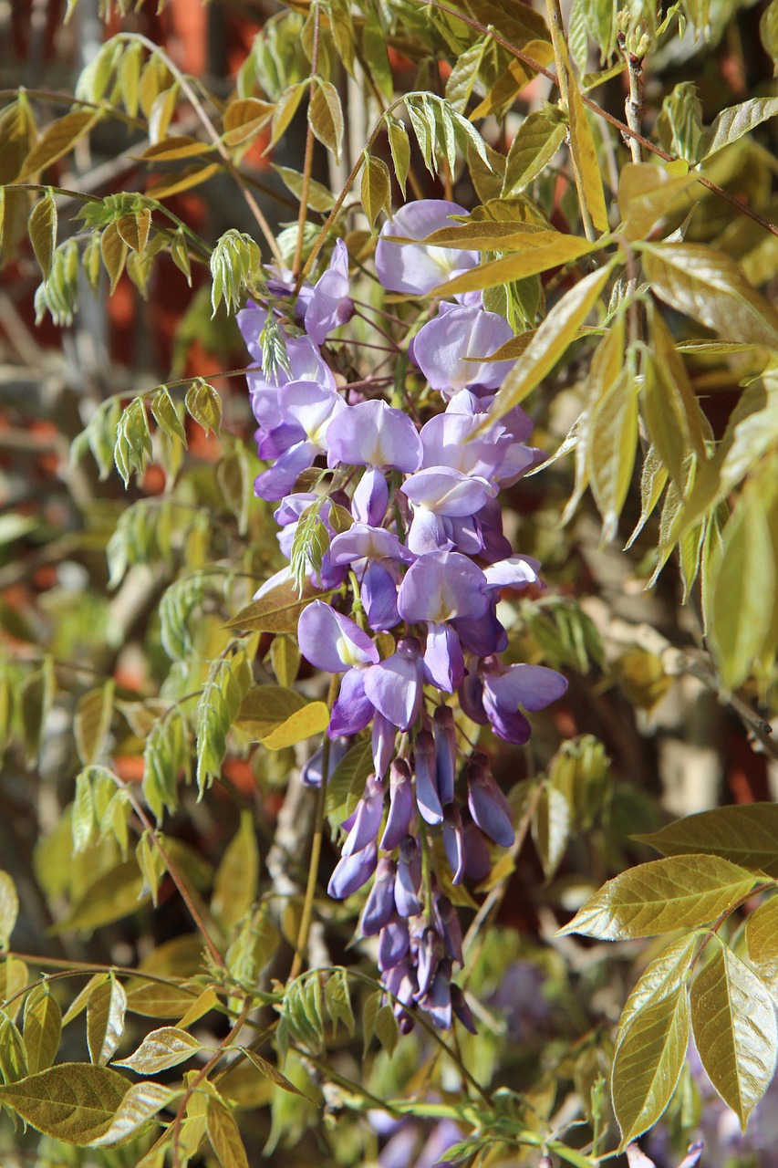Glycine Plante Grimpante Fleurs - Photo gratuite sur Pixabay - Pixabay