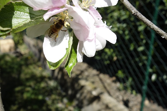 Apple Blossom To Pollen - Free photo on Pixabay