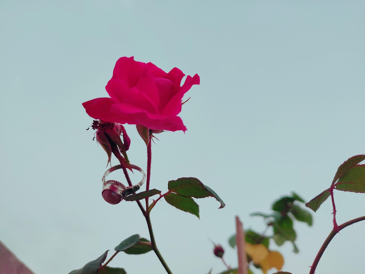 Rose Anneau Signe De - Photo gratuite sur Pixabay - Pixabay