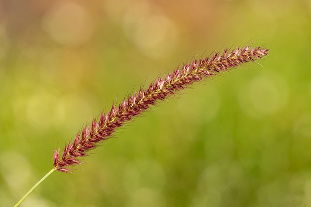 Inflorescence Gazon Prairie - Photo gratuite sur Pixabay - Pixabay