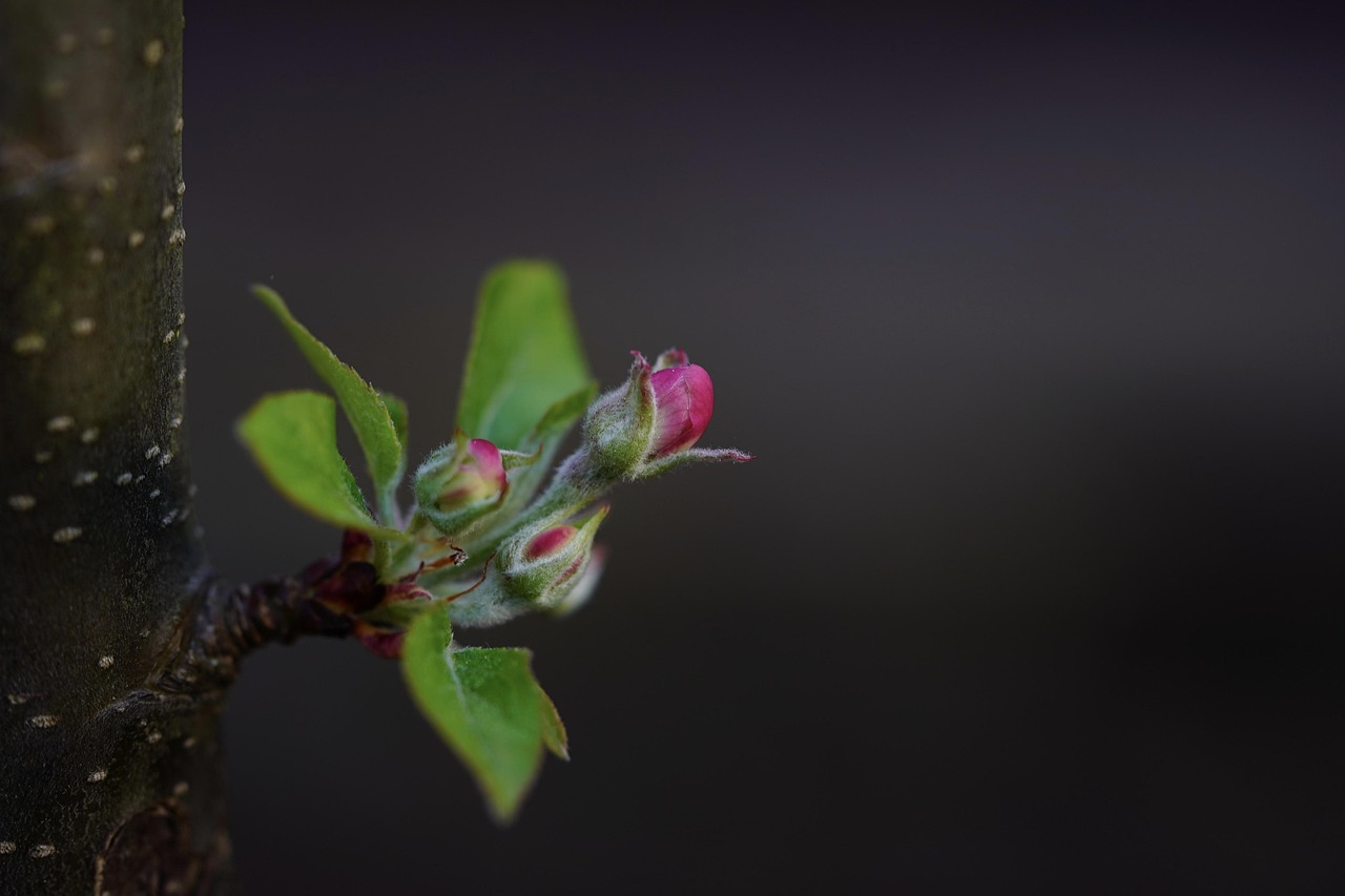 Fleur De Pommier Bourgeon Le - Photo gratuite sur Pixabay - Pixabay