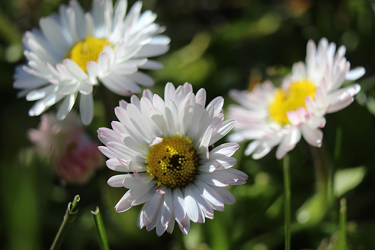 Nature Les Plantes Fleurs - Photo gratuite sur Pixabay - Pixabay