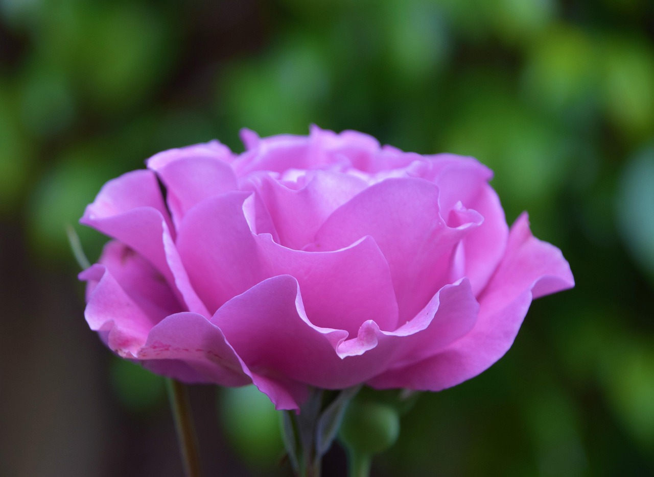 Plus de 30 000 images de Rose De Disney et de Disney - Pixabay