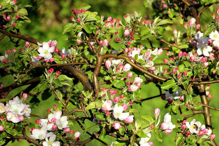 1.000+ kostenlose April und Natur-Bilder - Pixabay
