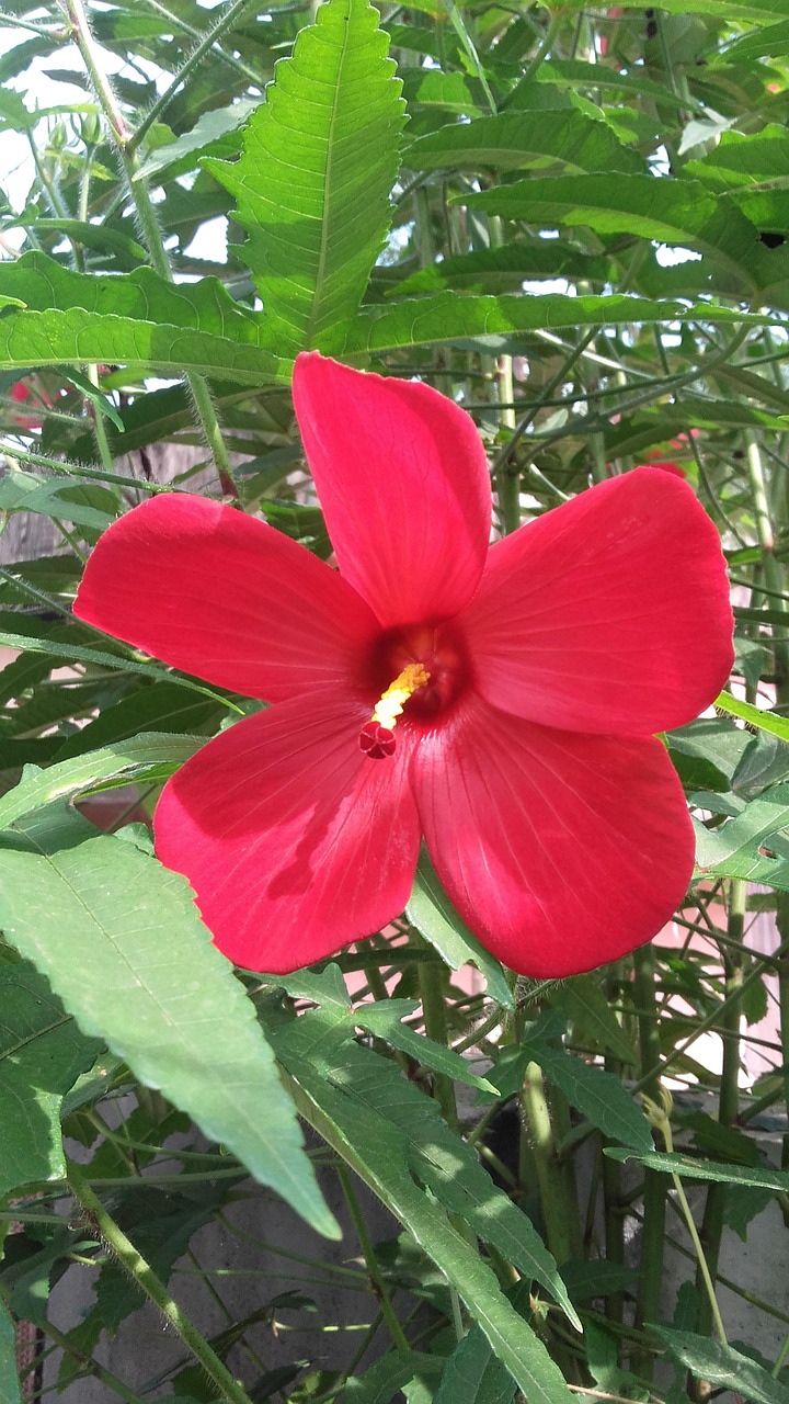 Fleur Rouge Hibiscus - Photo gratuite sur Pixabay - Pixabay