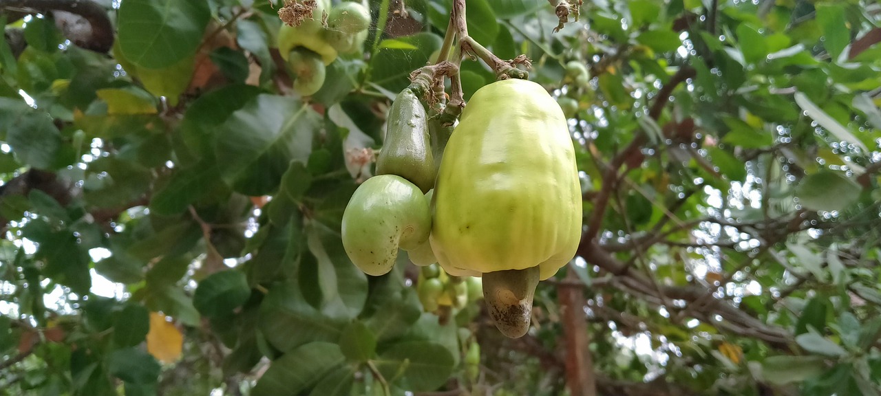 Caju Castanha De Porca - Foto gratuita no Pixabay - Pixabay