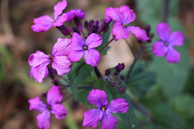 Mauve Bloom Fleurs - Photo gratuite sur Pixabay - Pixabay