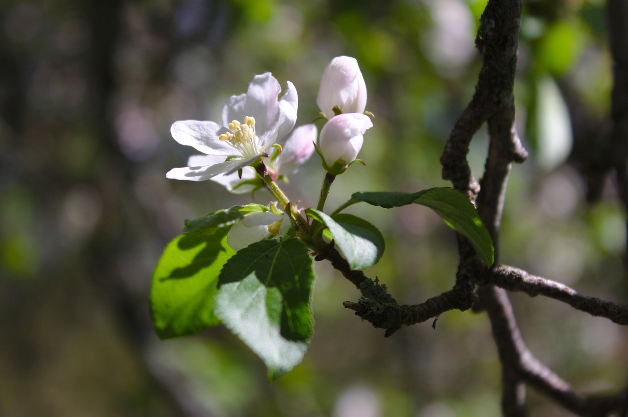 Manzana Prunus Flor - Foto gratis en Pixabay - Pixabay