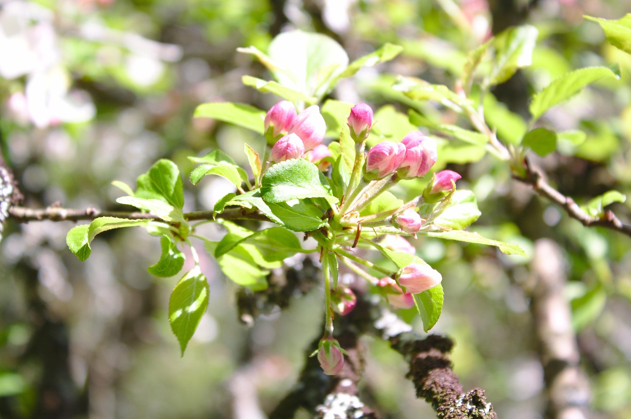 A Apple Flores Maçã Prunus - Foto gratuita no Pixabay - Pixabay