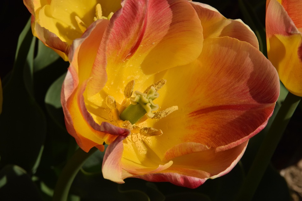 Tulip Keltainen Punainen - Ilmainen valokuva Pixabayssa - Pixabay