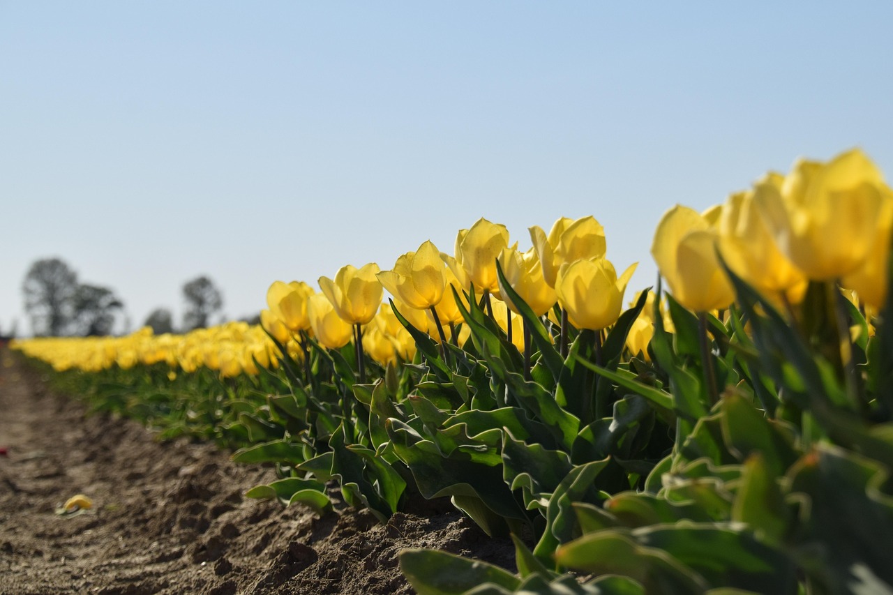Tulips Yellow Dirksland - Free photo on Pixabay - Pixabay