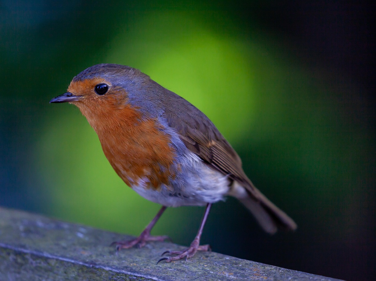 1+ Free Robin Redbreast On A Fence & Robin Images - Pixabay