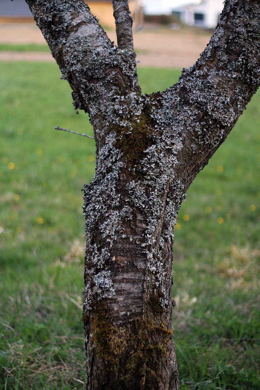 Tree Trees Nature - Free photo on Pixabay - Pixabay