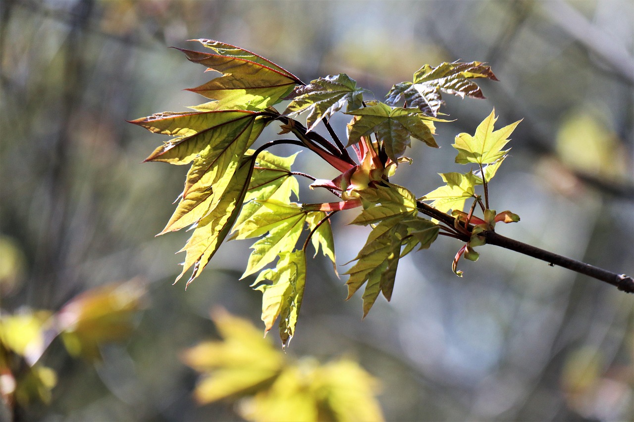 Spring April Sprig Leaves - Free photo on Pixabay - Pixabay