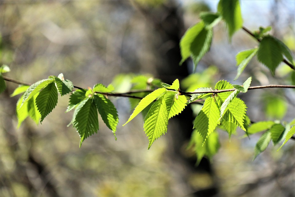 Spring April Sprig - Free photo on Pixabay