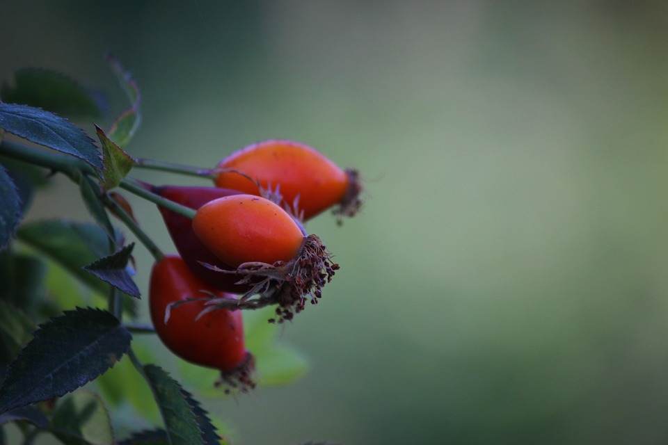 Flower Rosehip Nature - Free photo on Pixabay