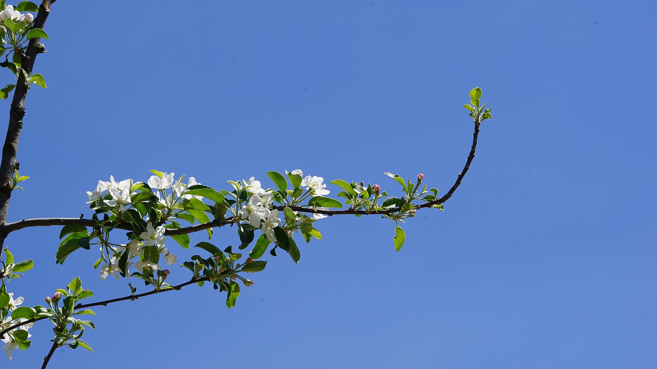 Spring Apple Blossom Flower - Free photo on Pixabay - Pixabay